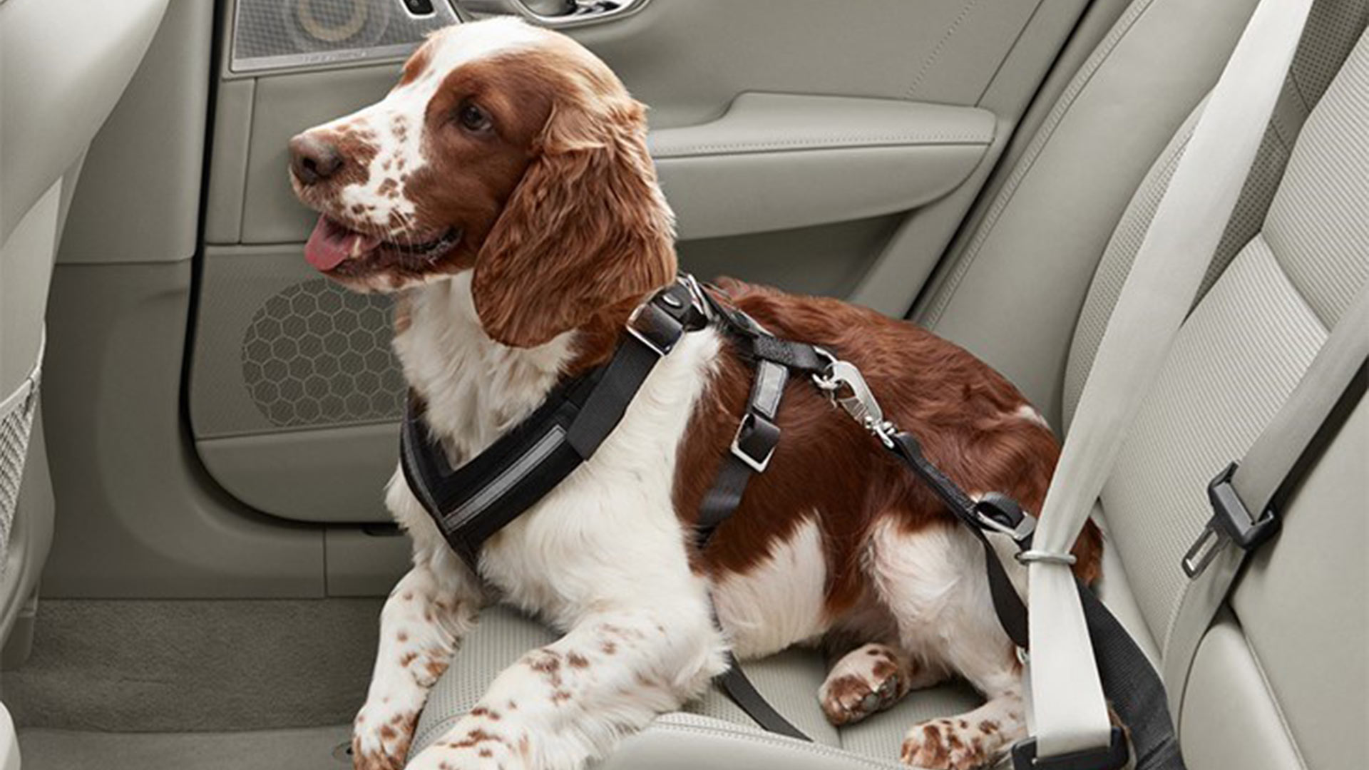 Unrestrained Pets In Cars cause Stress And Dangerous Driving Unrestrained Pets In Cars cause Stress And Dangerous Driving