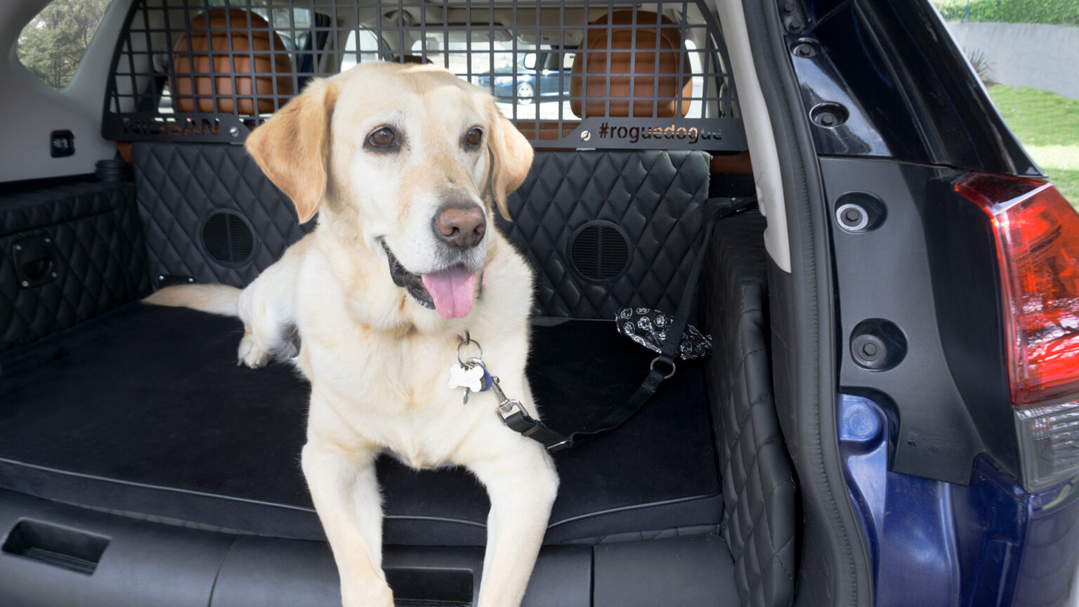 How to drive safely with dogs in your car
